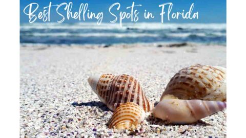 Top 10 Florida Shelling Beaches: Find Shells in 2025