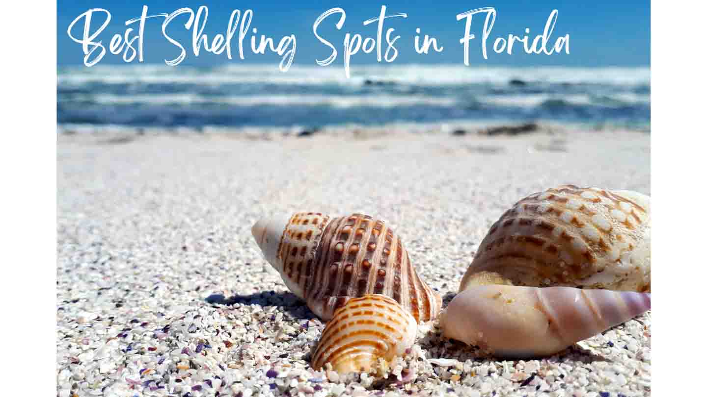 10 Best Shelling Beaches in Florida: Top Shell Collecting Spots