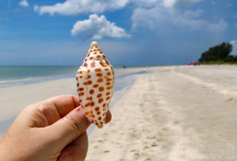 Top 10 Florida Shelling Beaches: Find Shells in 2025