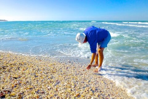 Top 10 Florida Shelling Beaches: Find Shells in 2025